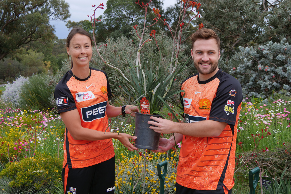 Bespoke bloom brings out orange army's green thumbs | Perth Scorchers